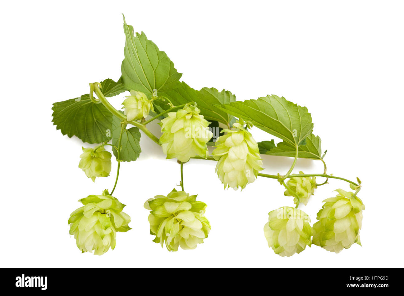 Hops leaves isolated on hi-res stock photography and images - Alamy