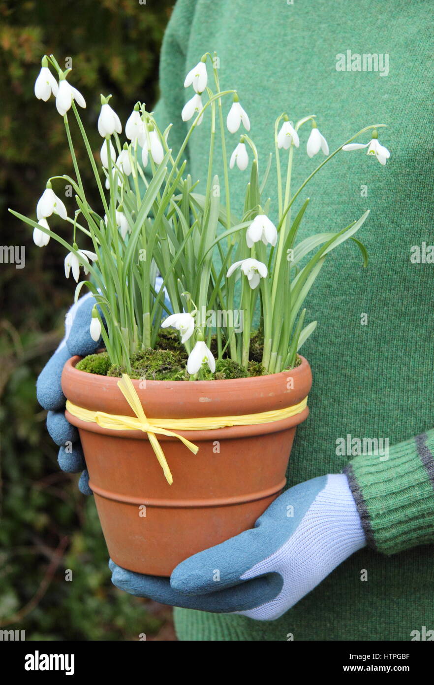 Snowdrops (galanthus nivalis) in a terracotta pot ready for displaying ...