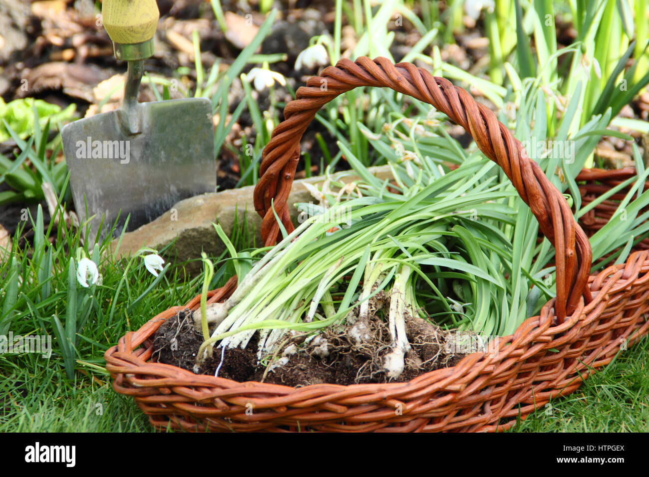A clump of lifted snowdrops (galanthus nivalis) 'in the green' - still ...