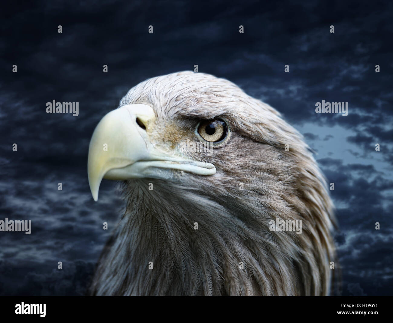 Eagle in the wild nature Stock Photo - Alamy