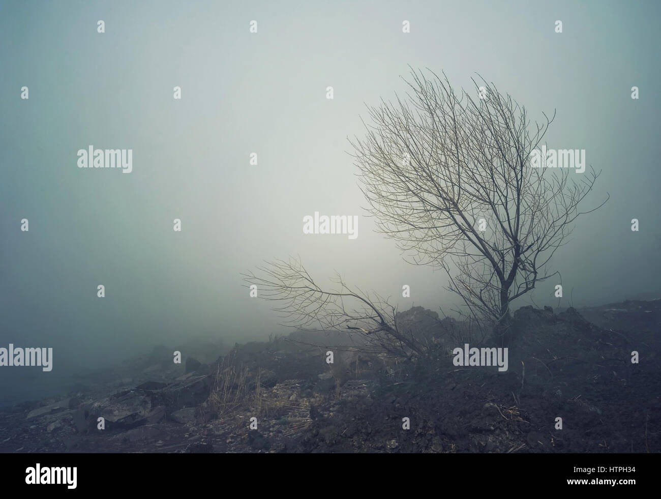 Dark spooky landscape with fog and one tree Stock Photo - Alamy
