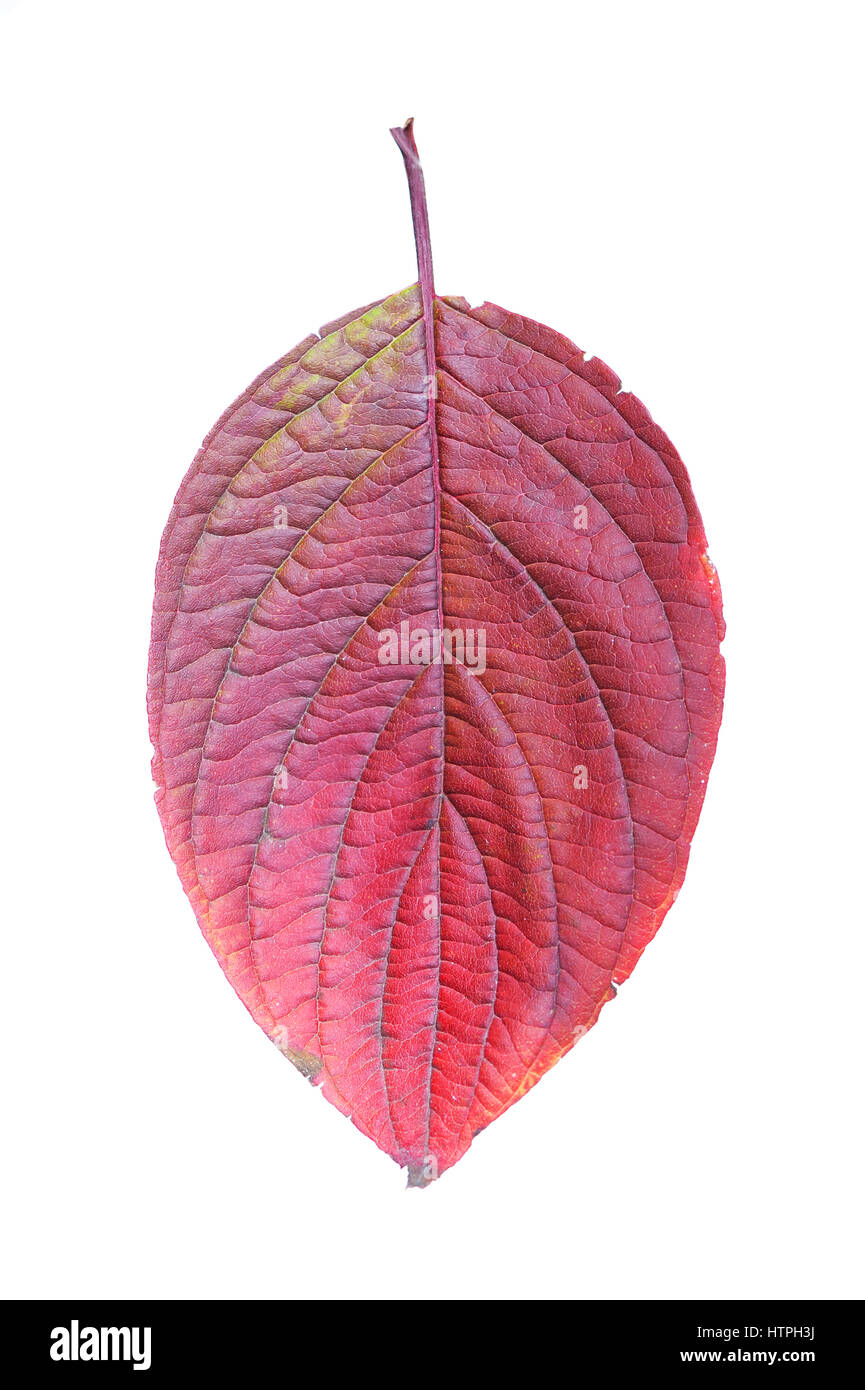 Autumn leaf isolated on white background Stock Photo - Alamy