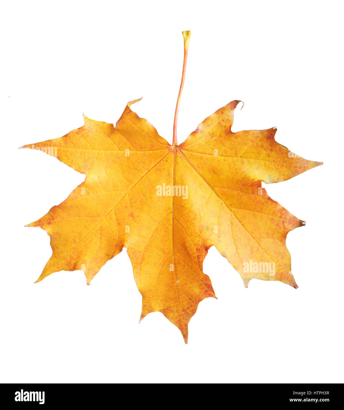 Maple leaf isolated on white background Stock Photo - Alamy