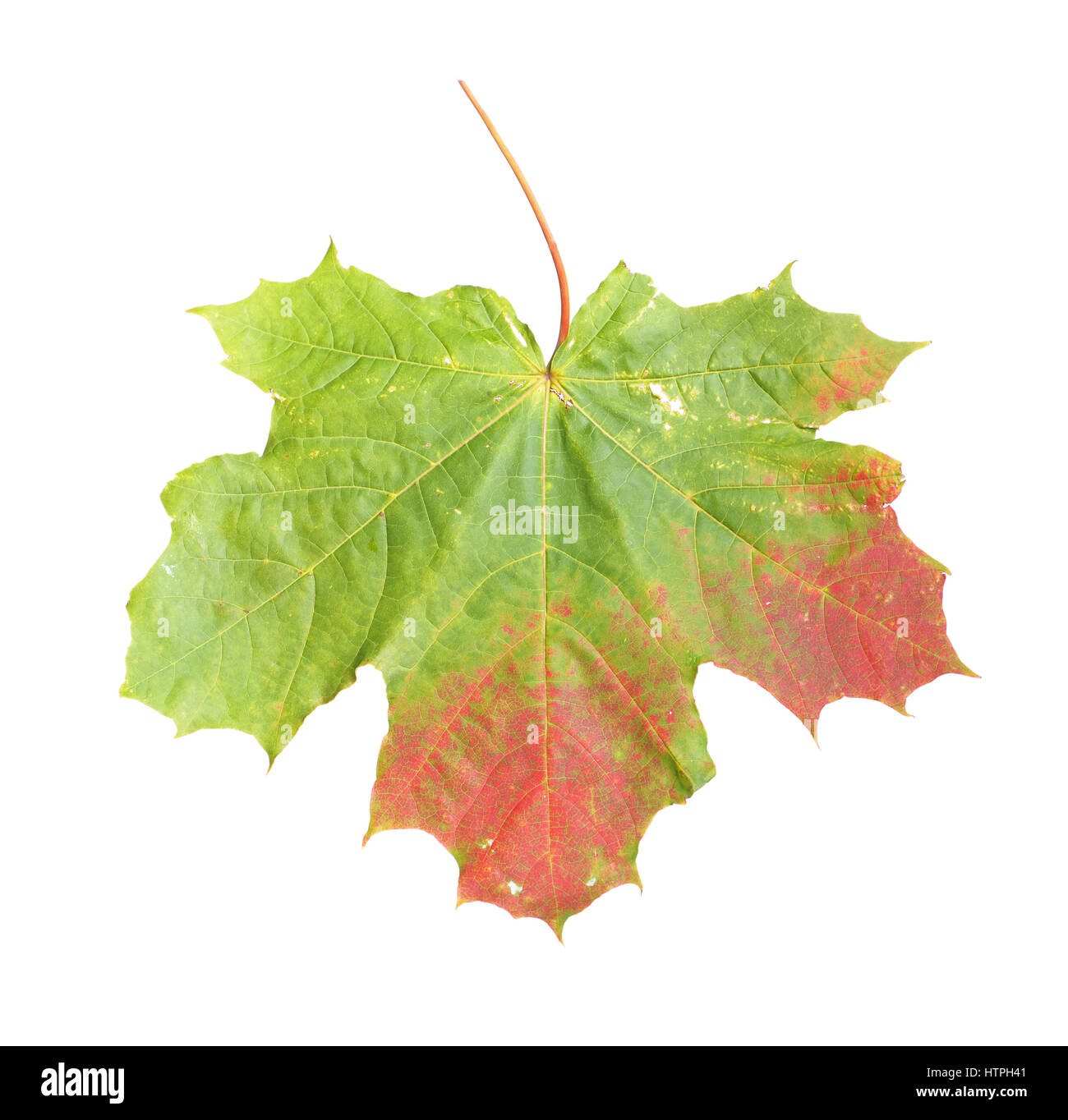 Maple leaf isolated on white background Stock Photo - Alamy