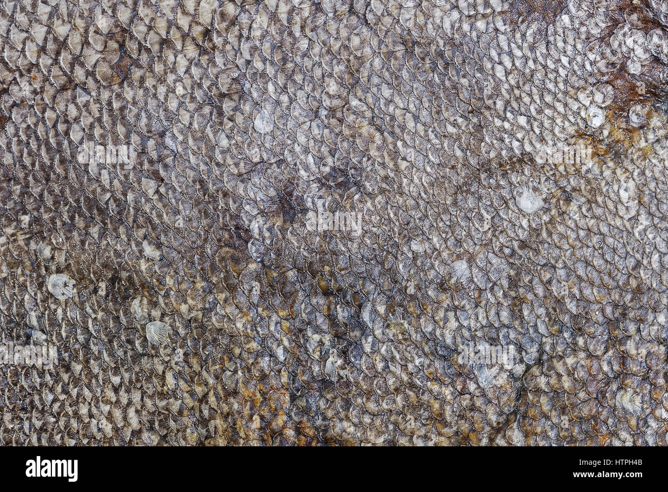 Dry fish scales background Stock Photo - Alamy