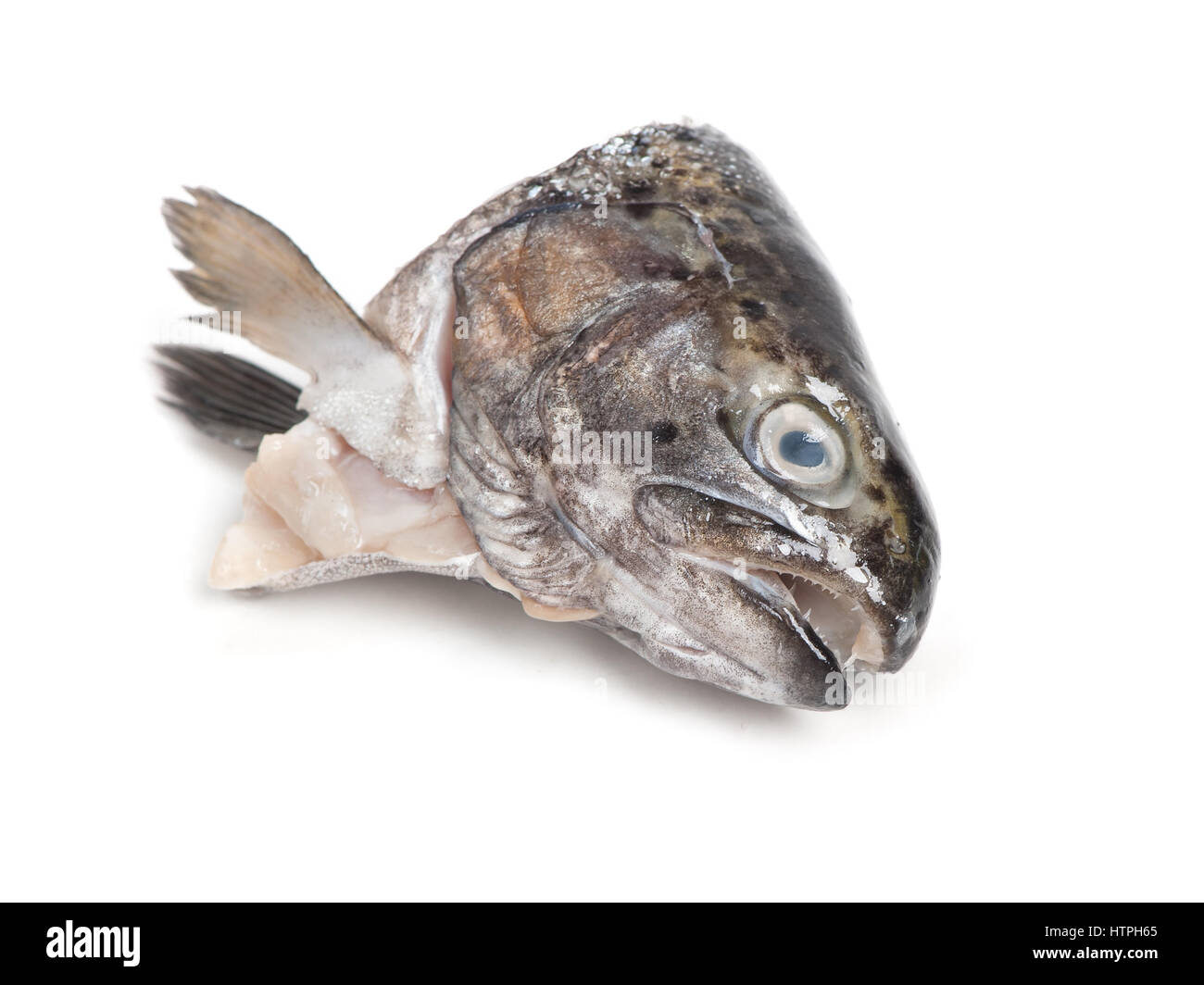 Head of trout fish isolated on white background Stock Photo - Alamy