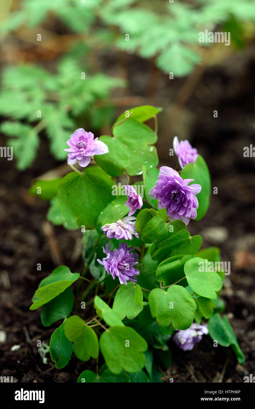 anemonella thalictroides rosea oscar schoaf, pink, Double Rue Anemone ...