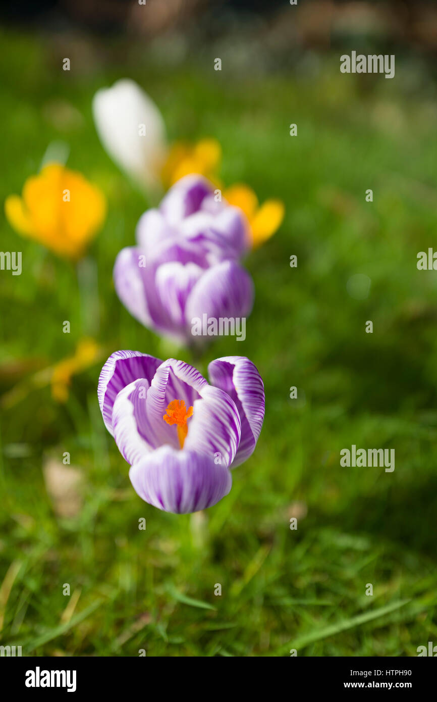 Spring Crocuses in the garden Stock Photo - Alamy