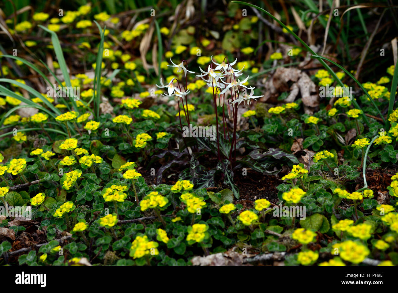 Erythronium howellii, fawn lily, dogstooth violet,chrysosplenium ...