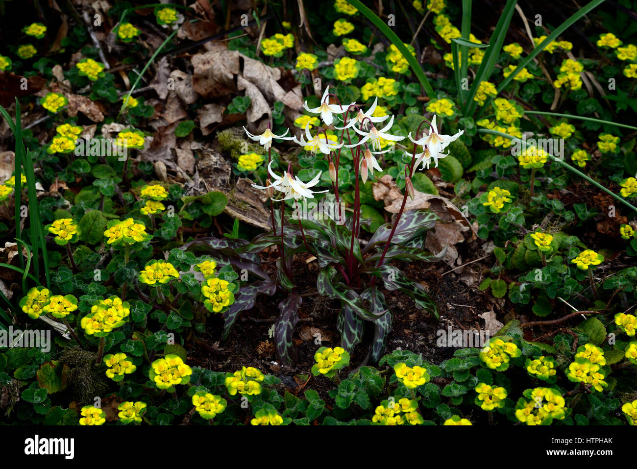 Erythronium howellii, fawn lily, dogstooth violet,chrysosplenium ...