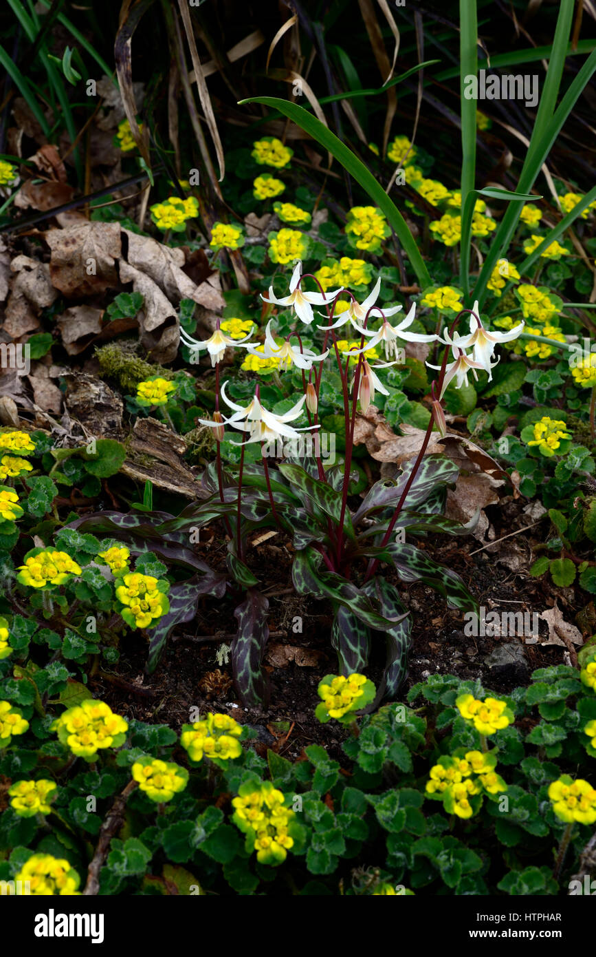 Erythronium howellii, fawn lily, dogstooth violet,chrysosplenium ...