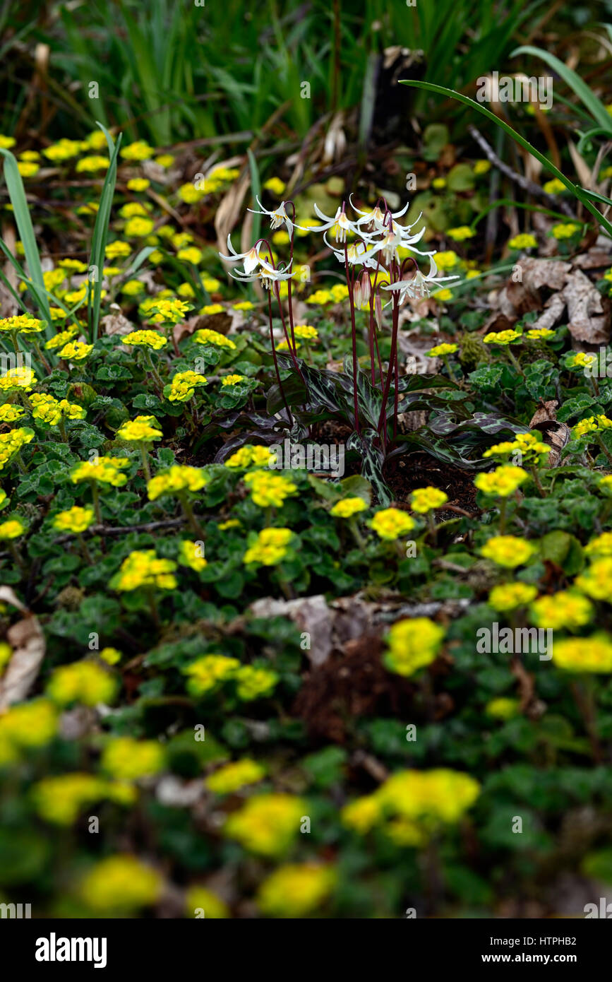 Erythronium howellii, fawn lily, dogstooth violet,chrysosplenium ...