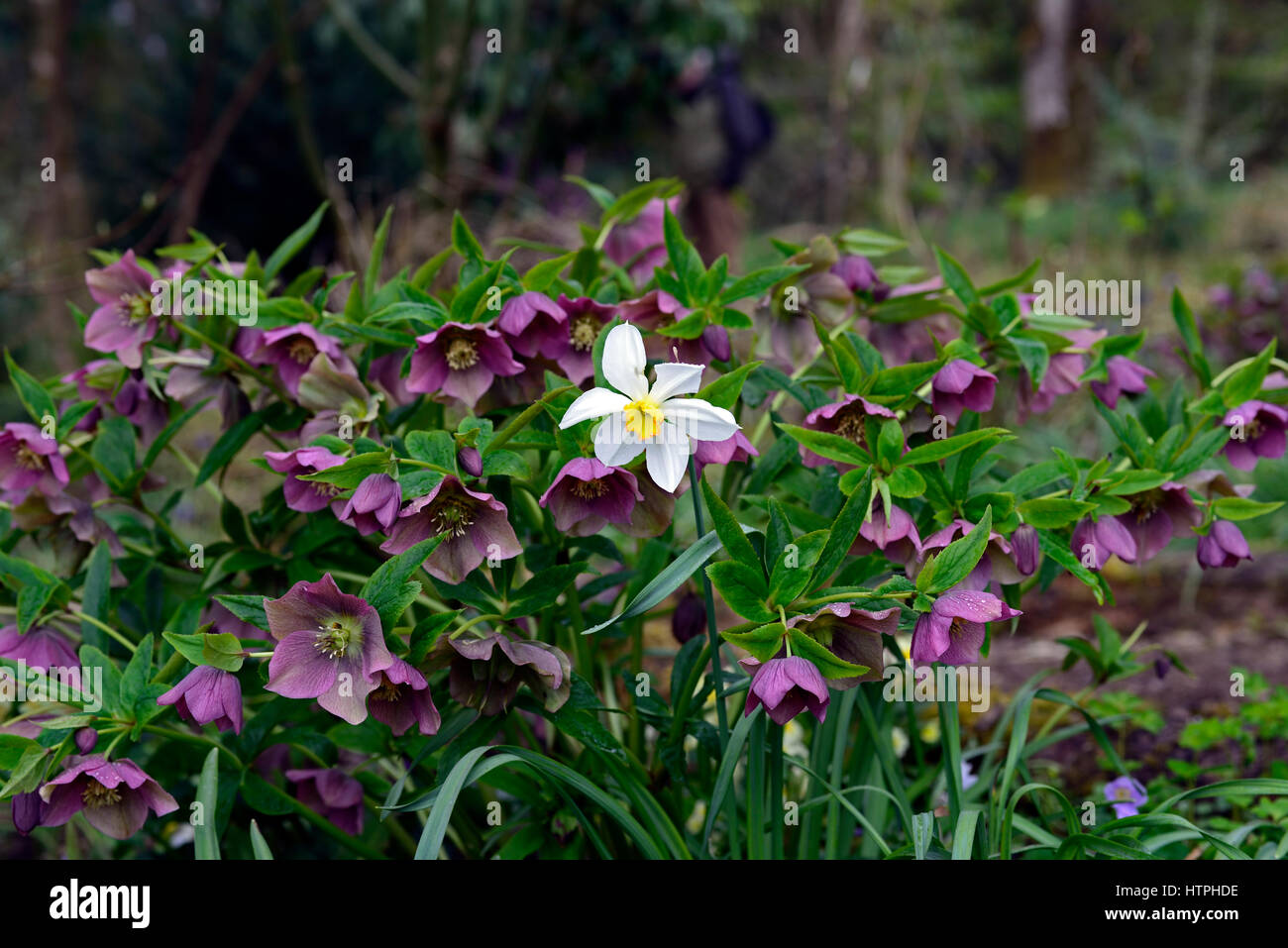 Narcissus poeticus recurvus AGM, daffodil, old pheasants eye, woodland ...