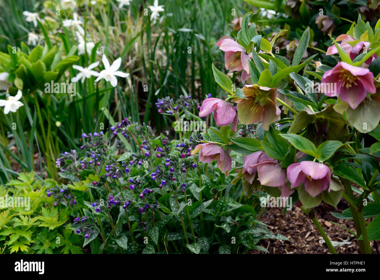 hellebore, hellebores, narcissus thalia, pulmonaria officinalis blue ...