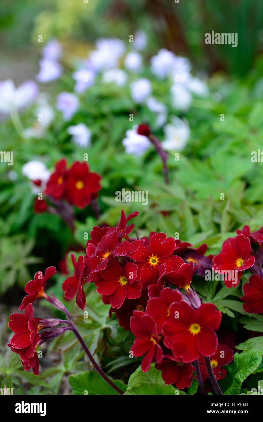 primula polyanthus indian reds, red, primrose, primroses, flowers ...