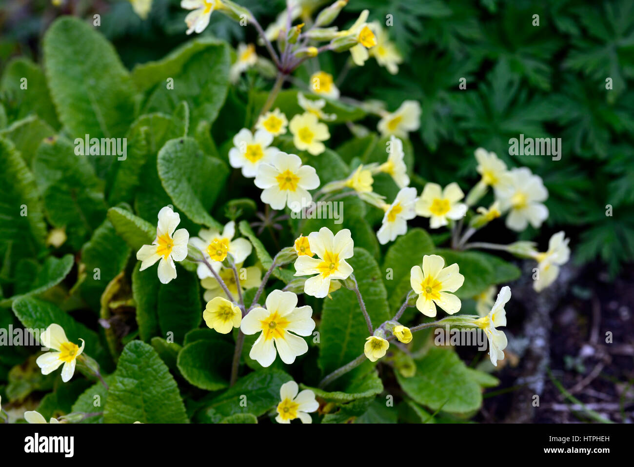 primula polyanthus, yellow, cream, primrose, primroses, Barnhaven ...