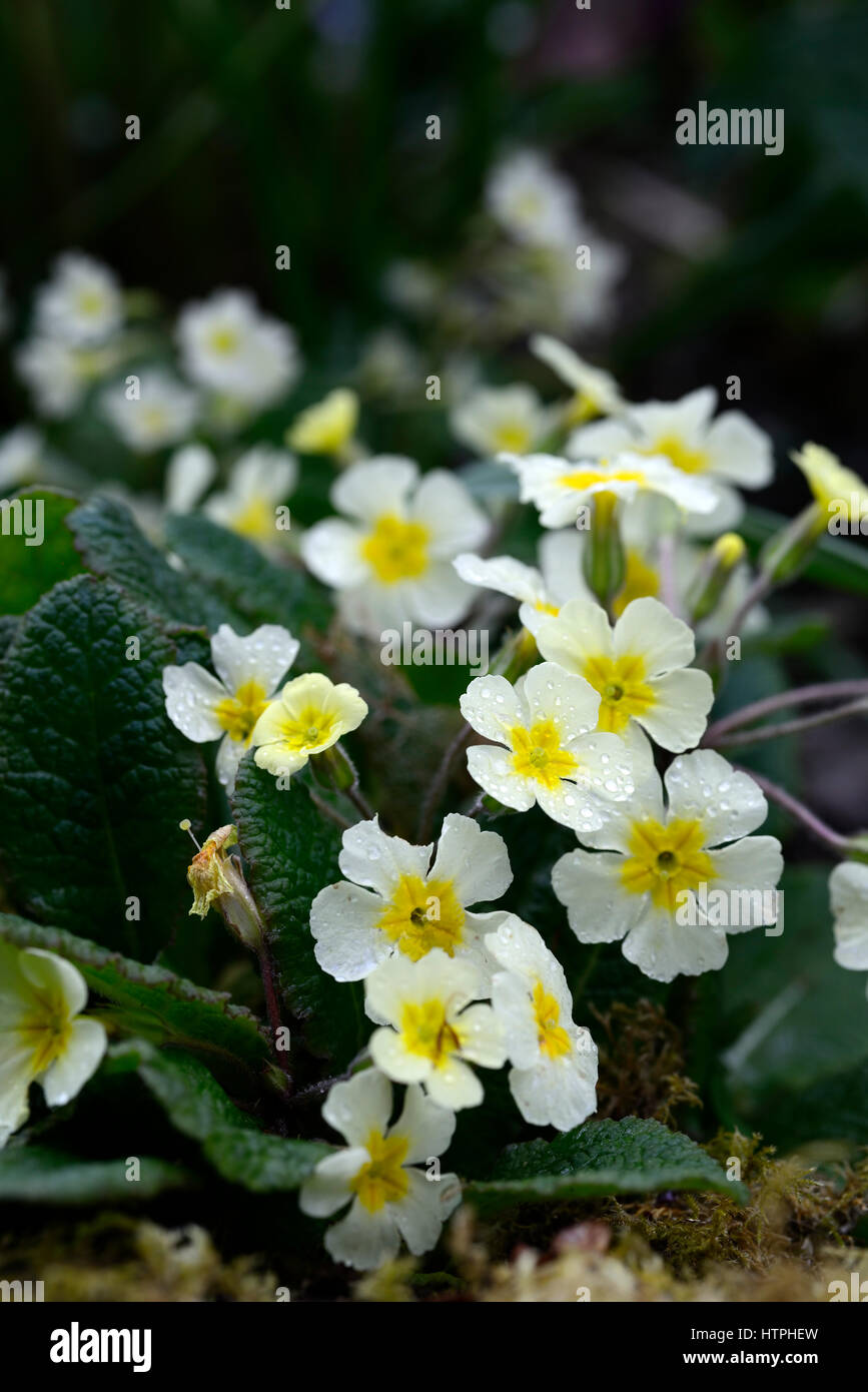 Barnhaven polyanthus hi-res stock photography and images - Alamy
