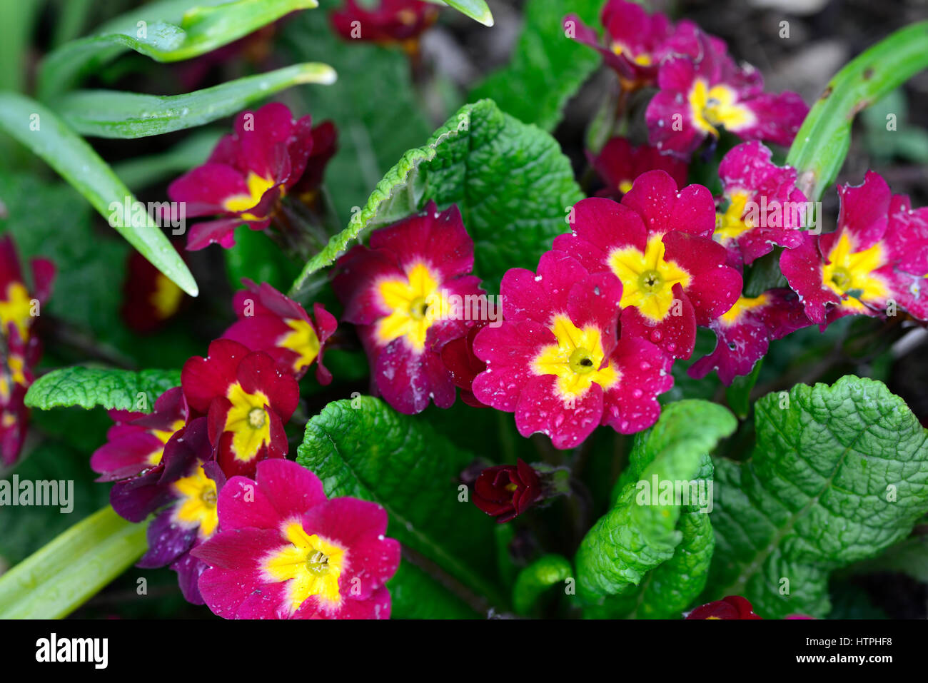 Primula acaulis tartan reds hi-res stock photography and images - Alamy