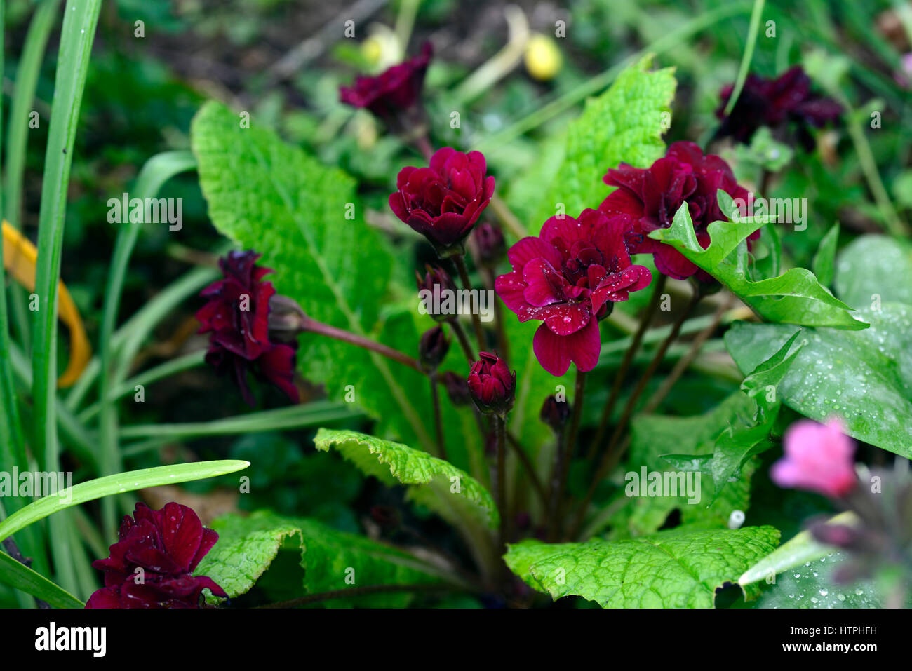 primula captain blood, double, crimson, flowers, flower, flowering ...