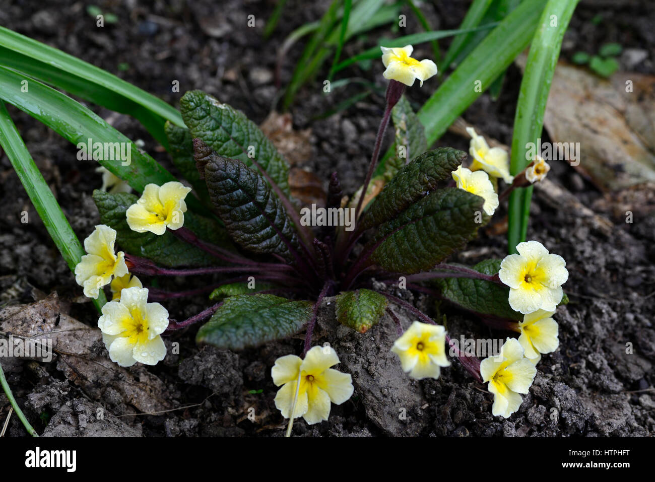 primula maisie michael, primulas, primrose, primroses, yellow, flowers ...