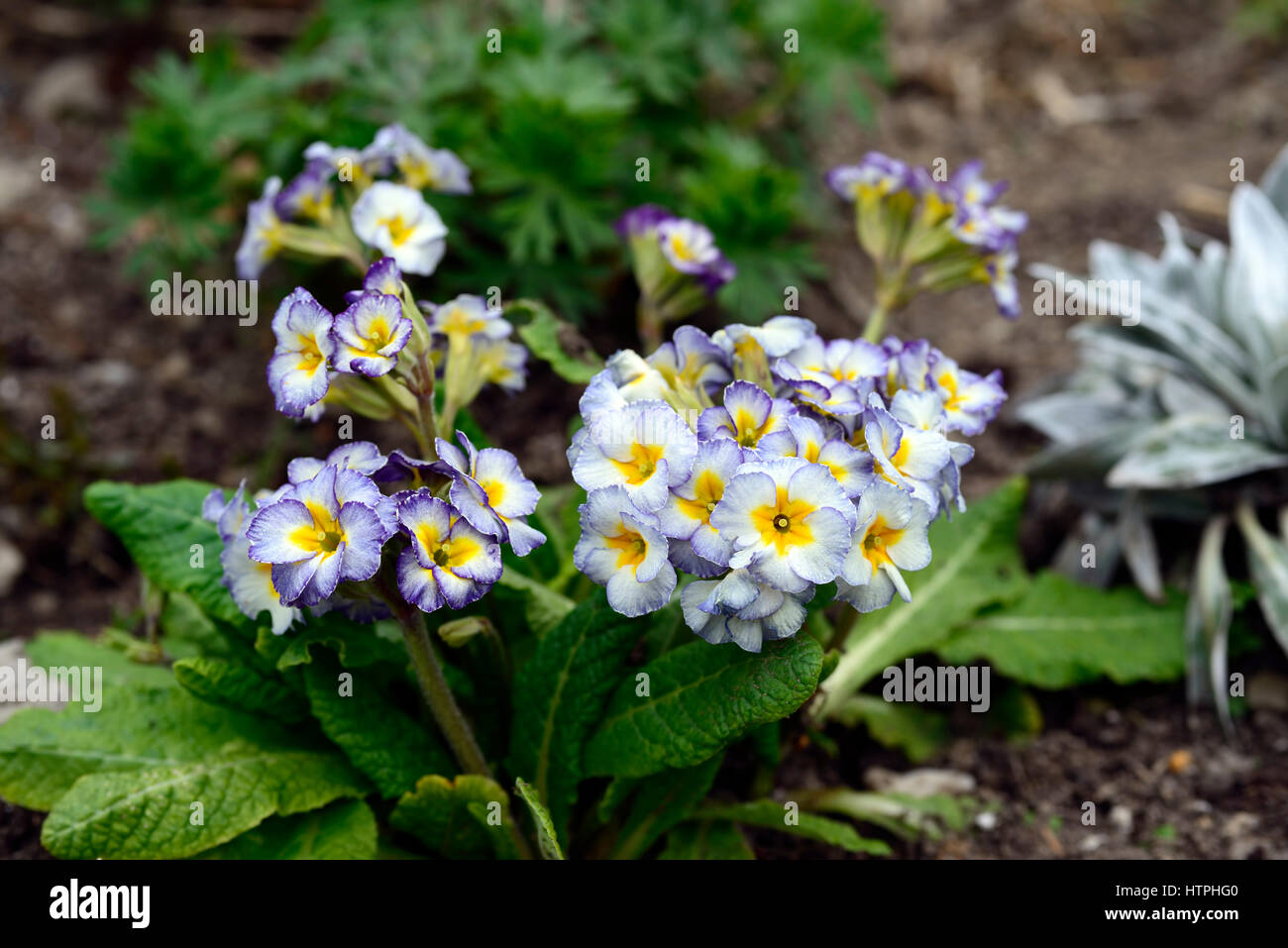 Paris 90 primrose hi-res stock photography and images - Alamy