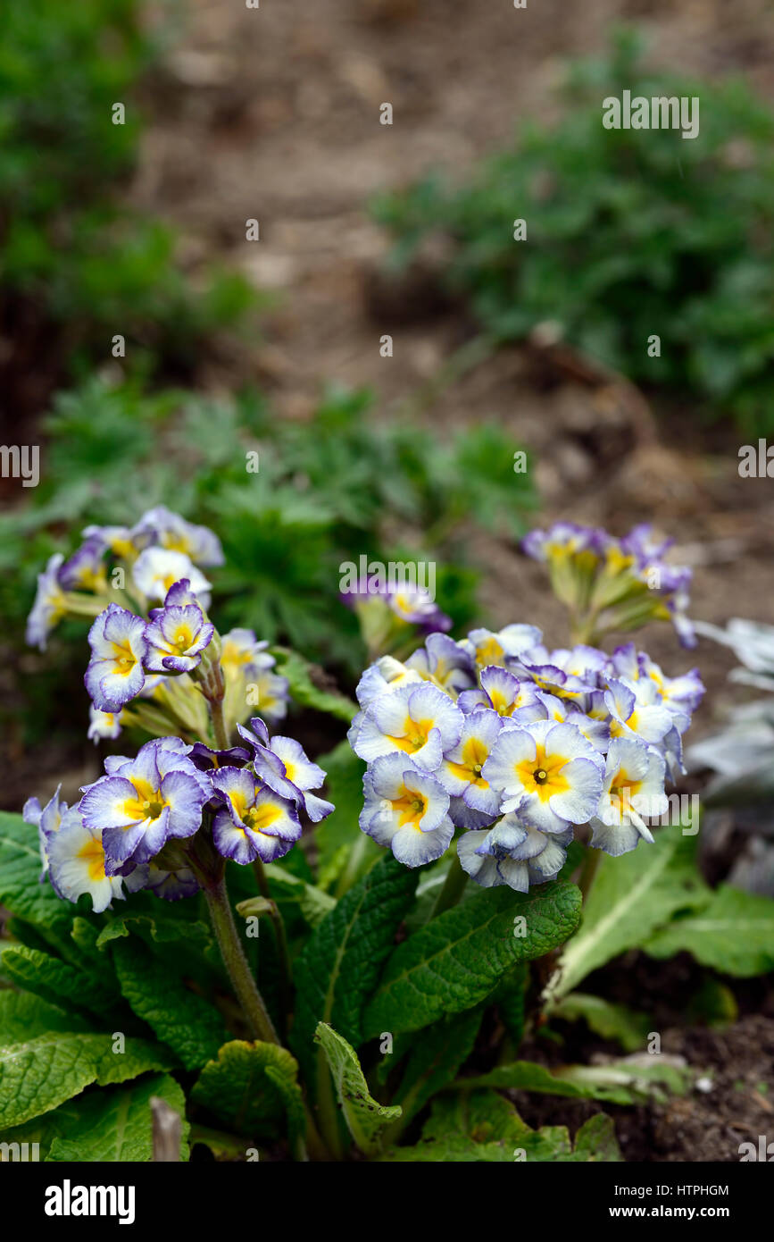 primula polyanthus paris 90, blue,blue picotee edge, primrose ...