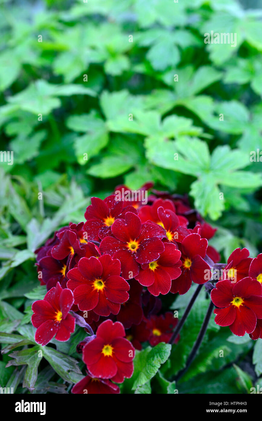primula polyanthus indian reds,red, primrose, primroses, Barnhaven ...