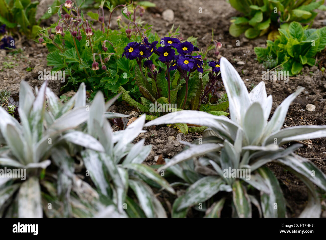 primula polyanthus midnight, Celmisia semicordata David Shackleton ...
