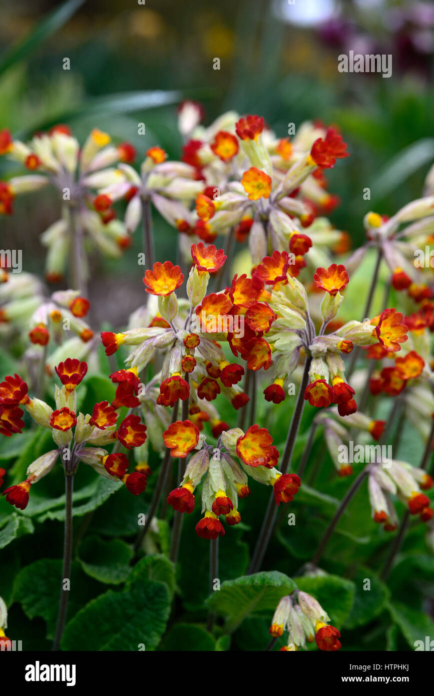 Primula veris Sunset Shades, primulas, cowslip, cowslips, red, yellow ...