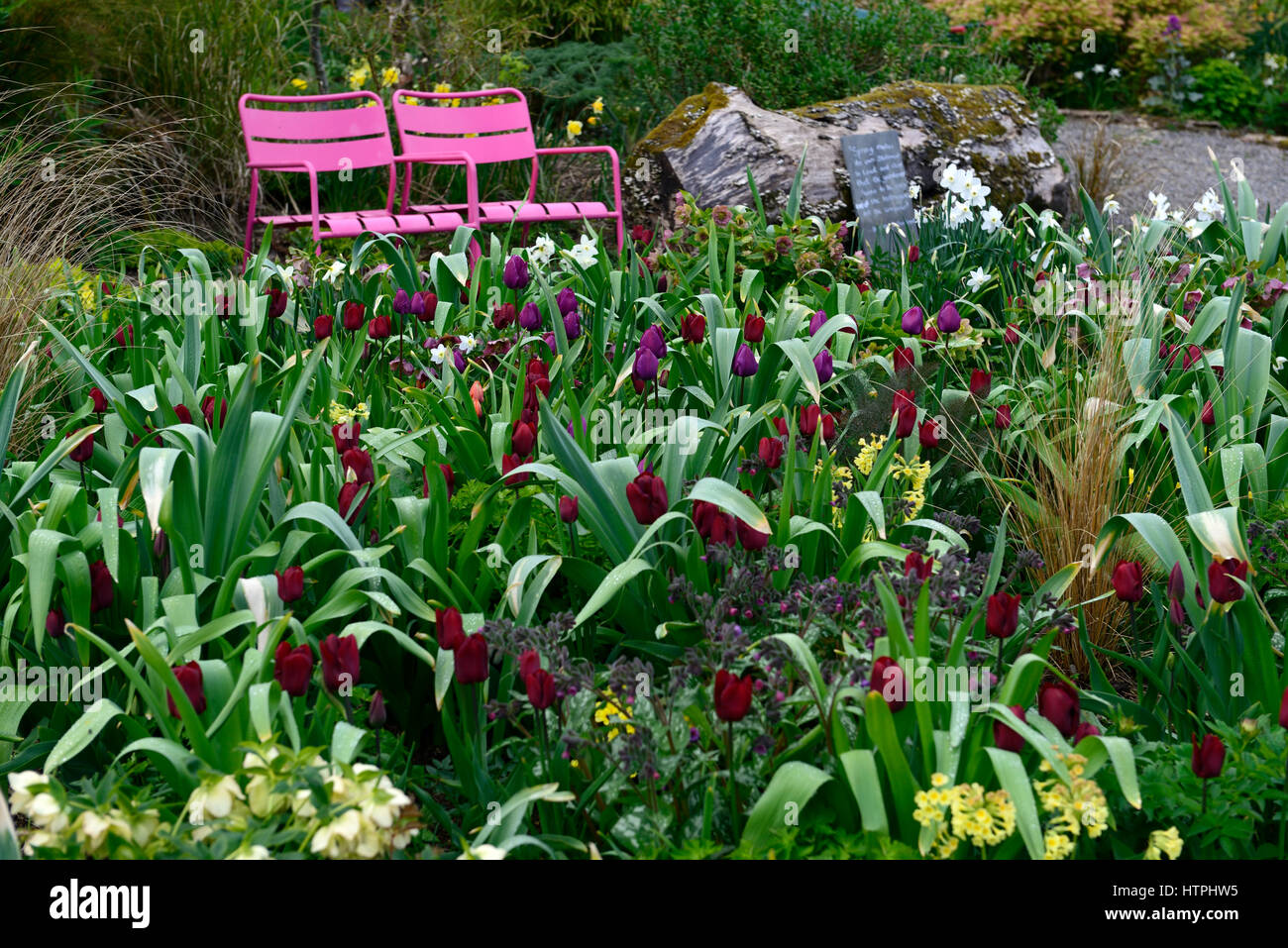 red, purple, tulip, tulips, mix, mixed, bed, border, spring, flower ...