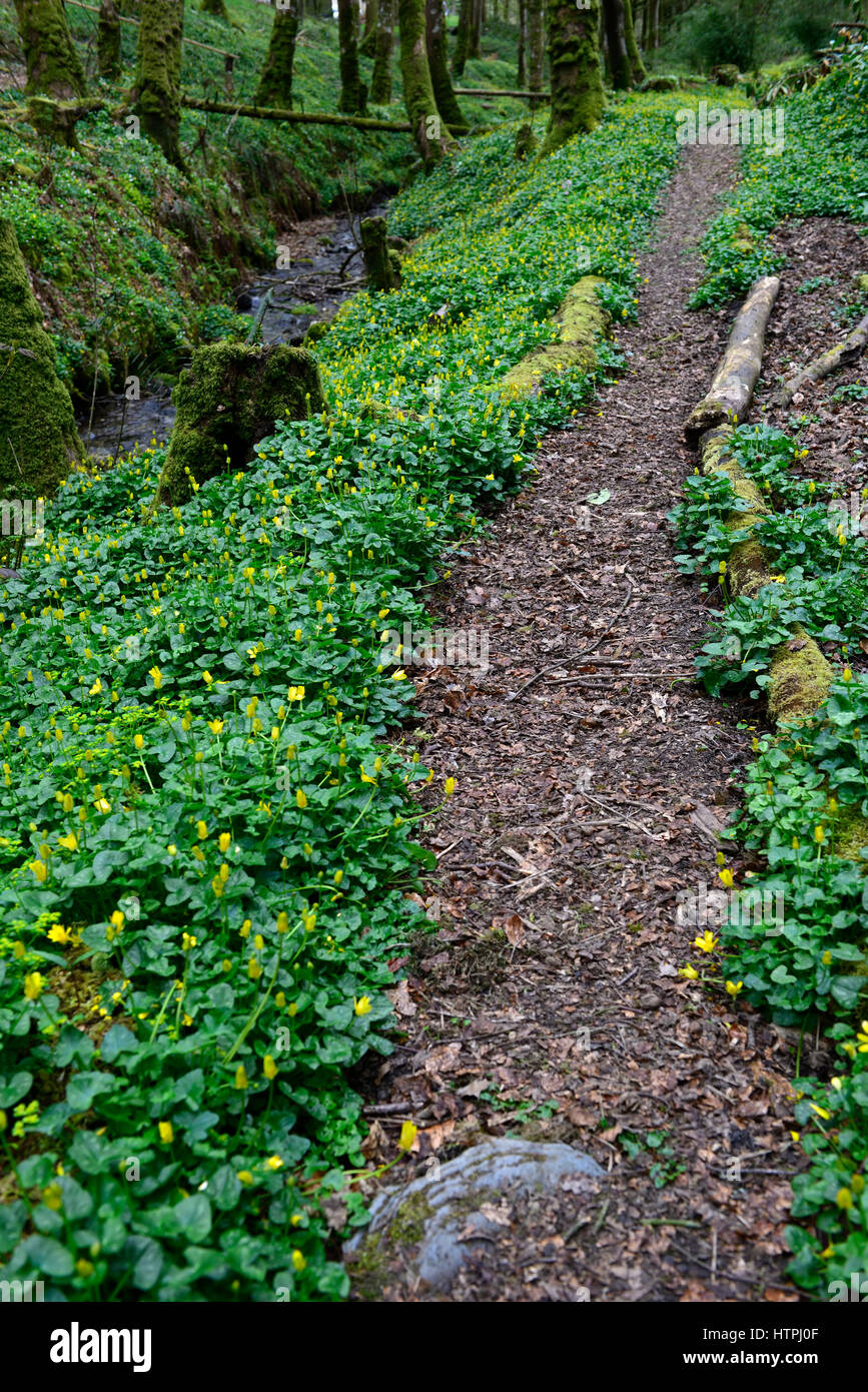 path, pathway, line, lined, hacquetia epipactis, wildflower, yellow ...