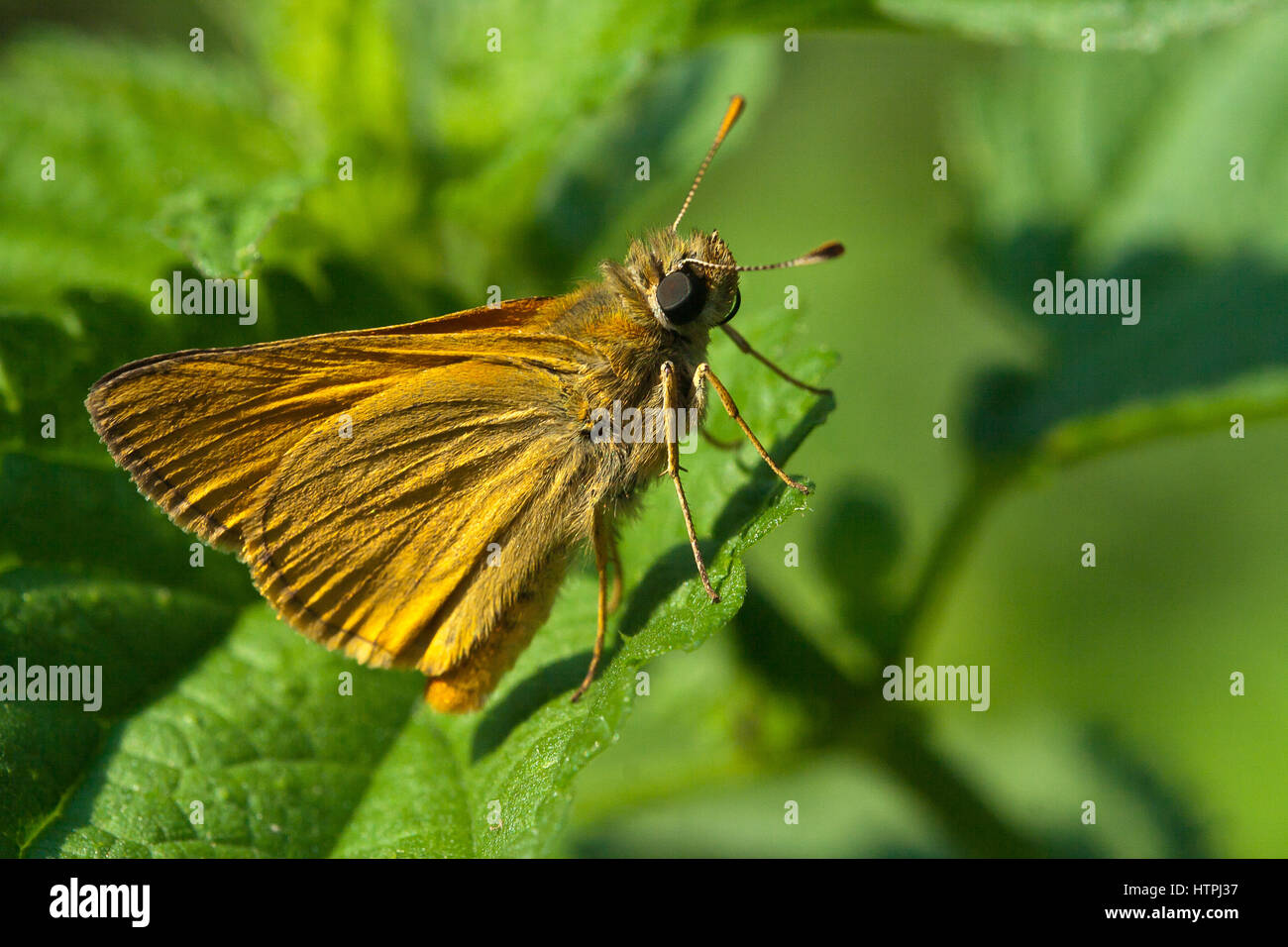 Kingdom:Animalia Phylum:Arthropoda Class:Insecta Order:Lepidoptera ...