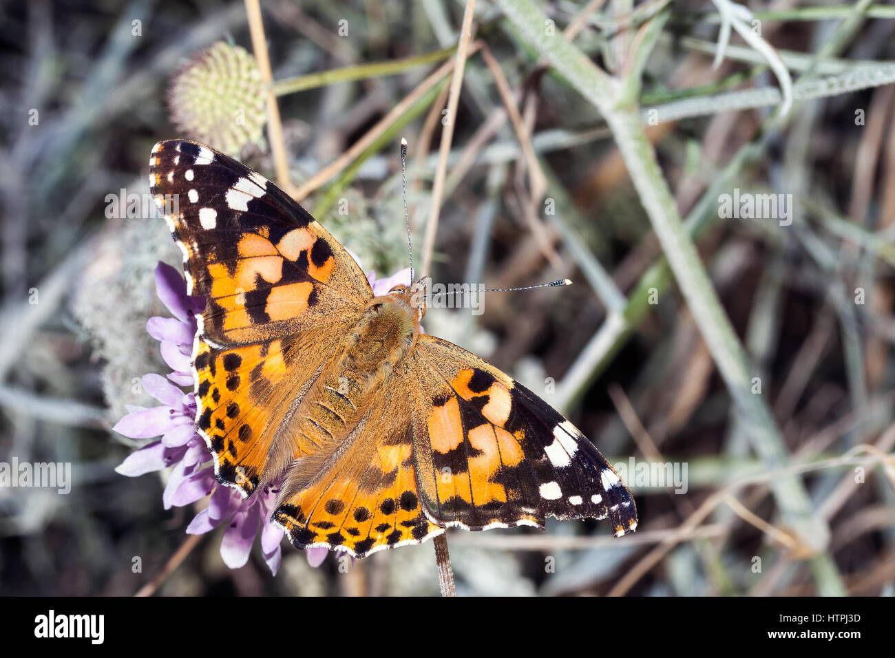 butterfly eating on a flower in a meadow Stock Photo - Alamy
