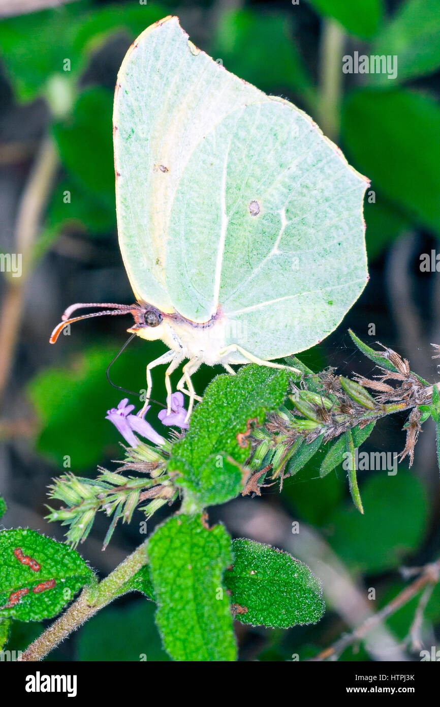 Kingdom:Animalia Phylum: Arthropoda Class: Insecta Order: Lepidoptera ...