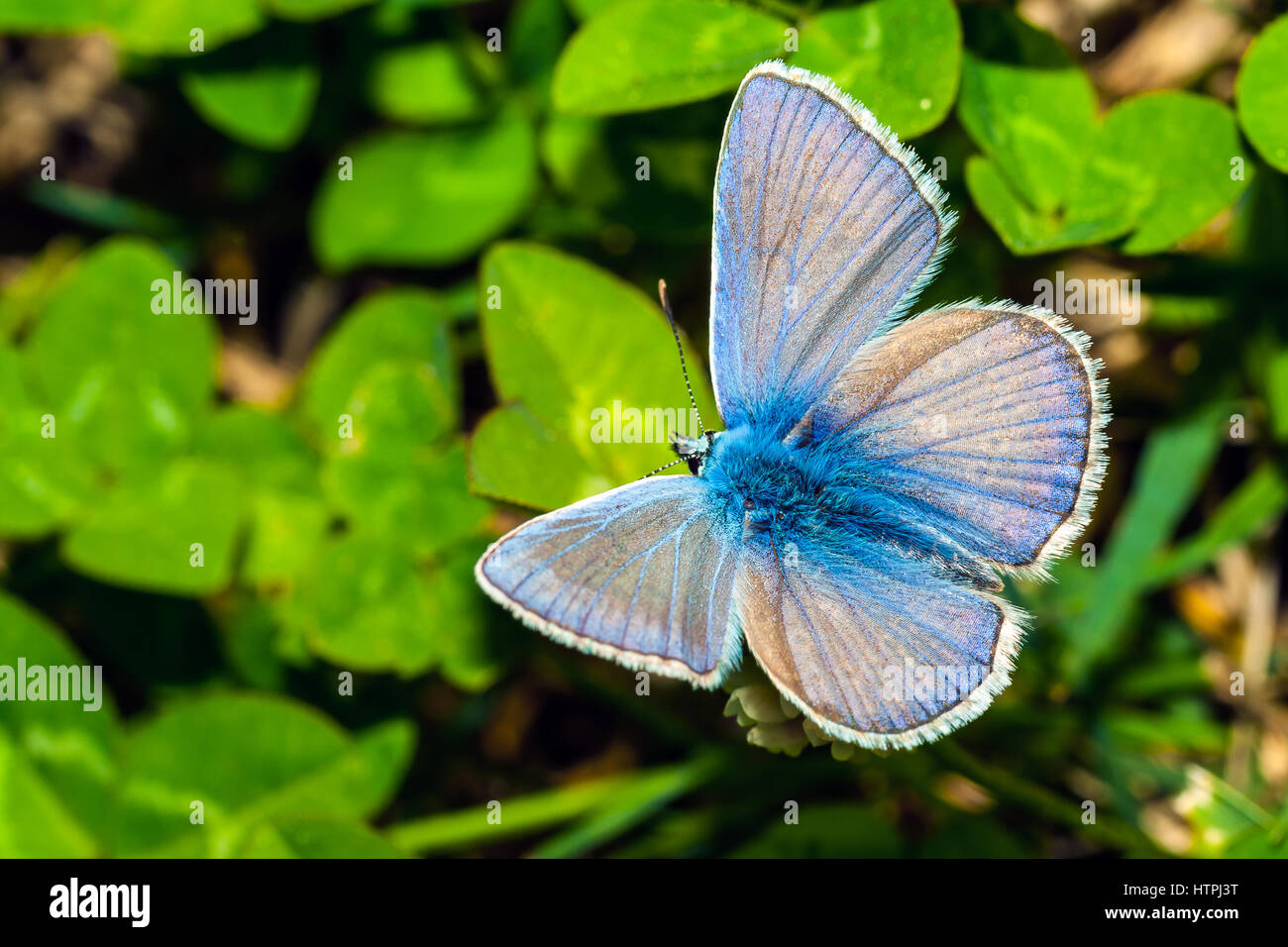 Beatiful butterfly resting on a leaf for the night Stock Photo - Alamy