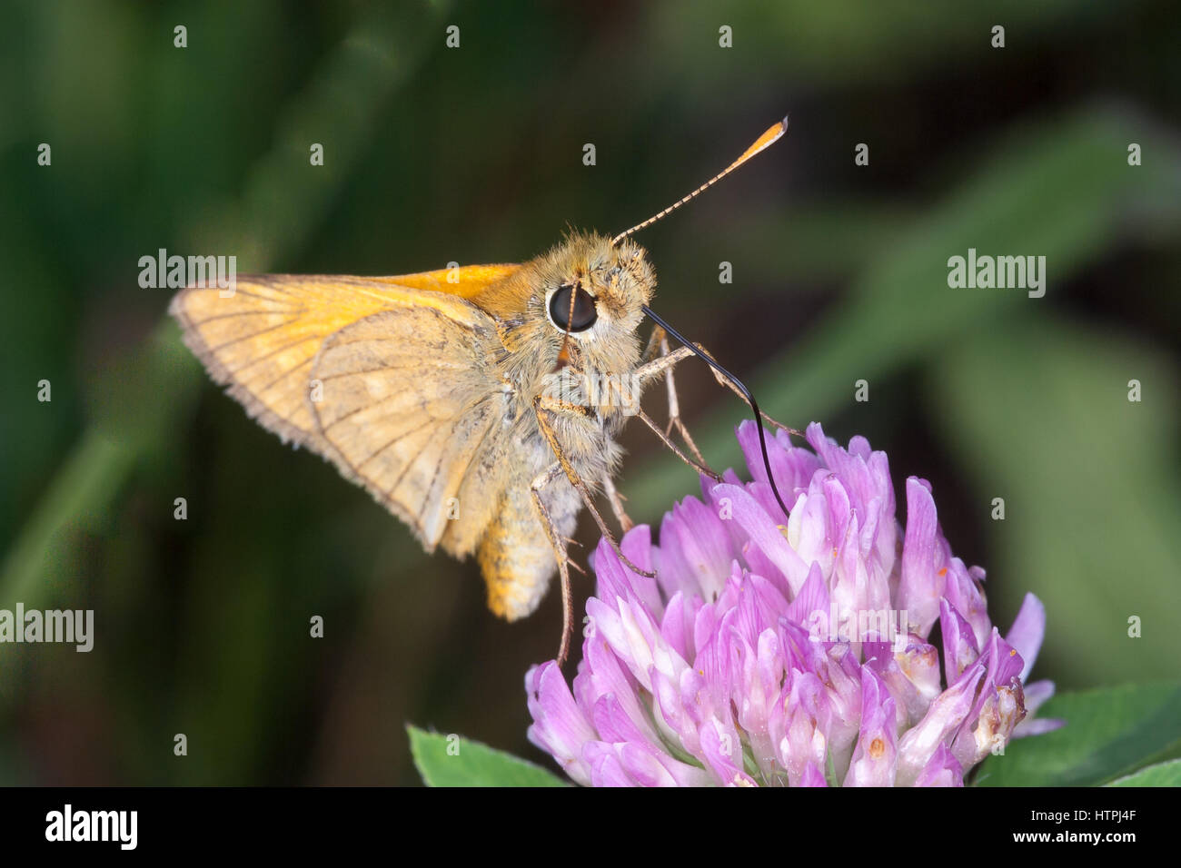 Kingdom:Animalia Phylum:Arthropoda Class:Insecta Order:Lepidoptera ...