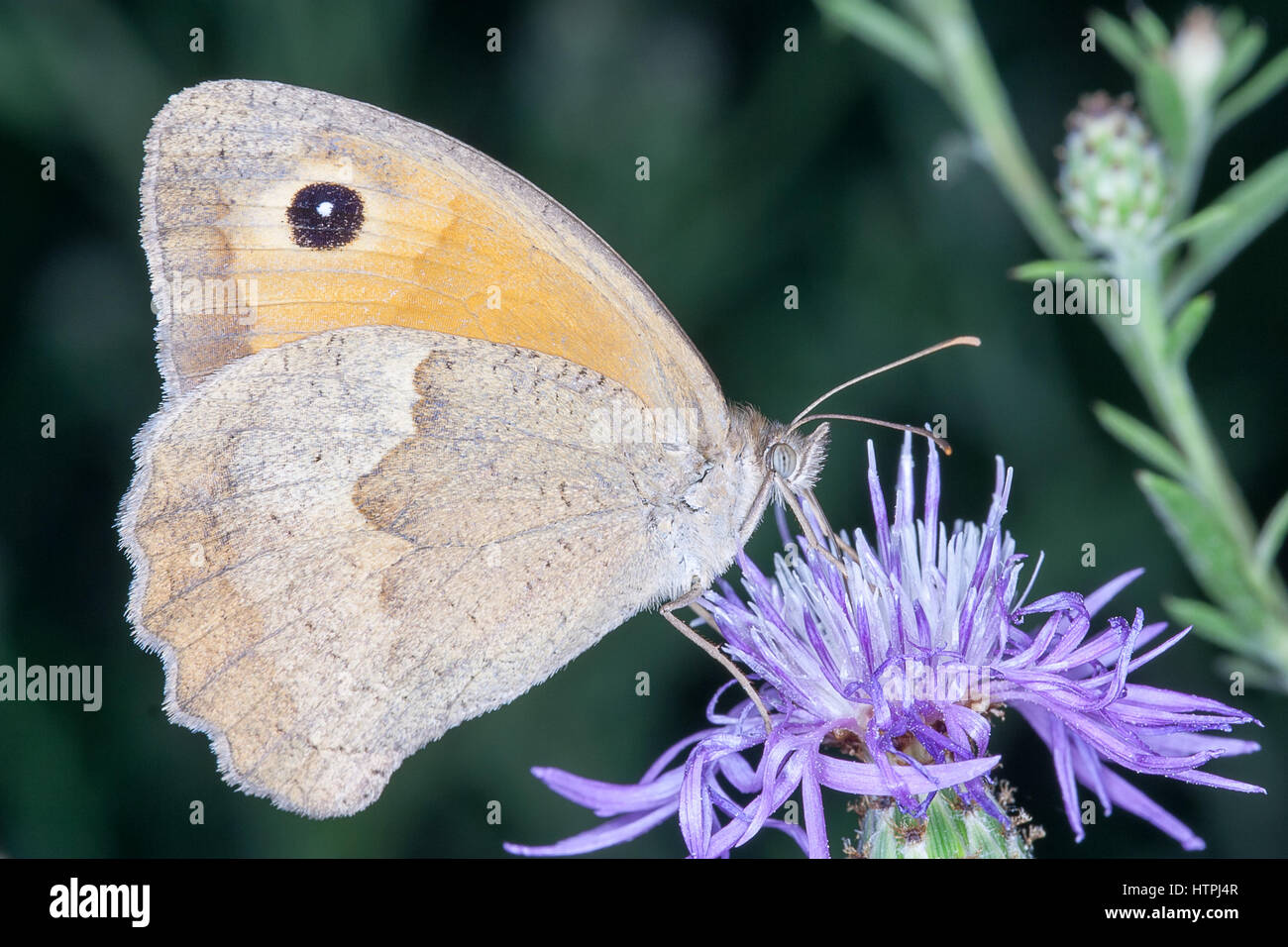Kingdom:Animalia Phylum:Arthropoda Class:Insecta Order:Lepidoptera ...