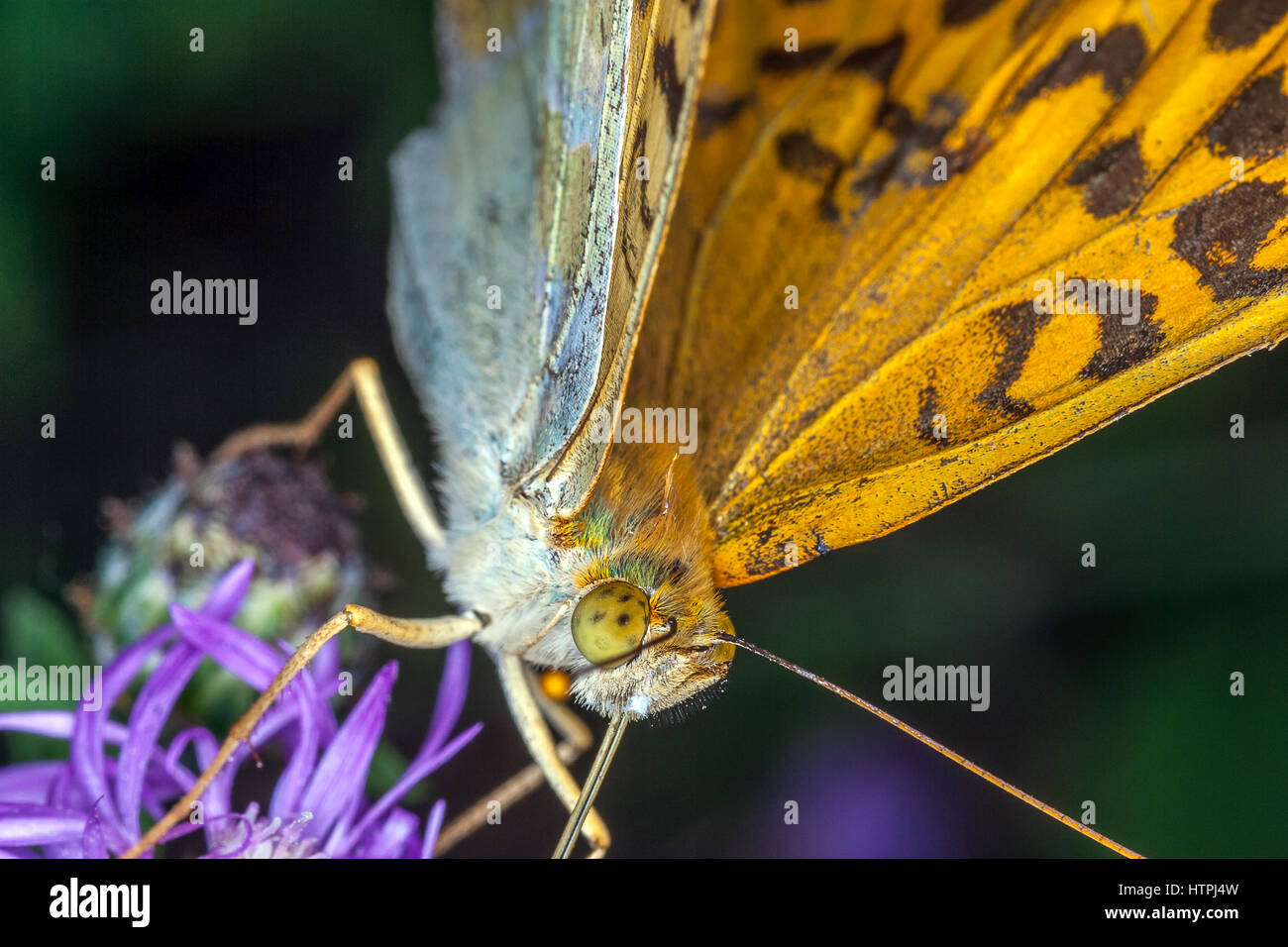 butterfly eating on a flower in a meadow Stock Photo - Alamy