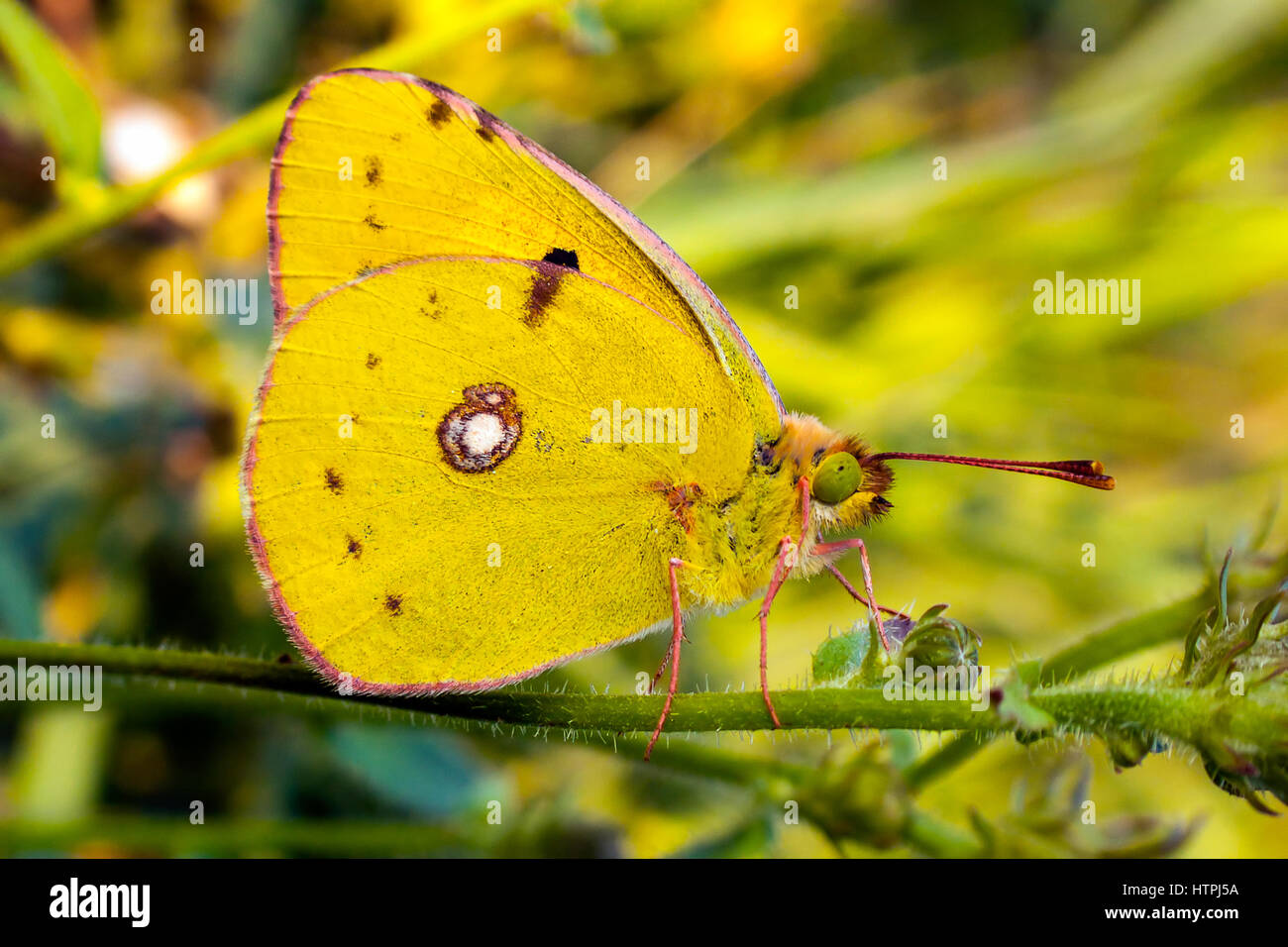 Kingdom:Animalia Phylum:Arthropoda Class:Insecta Order:Lepidoptera ...