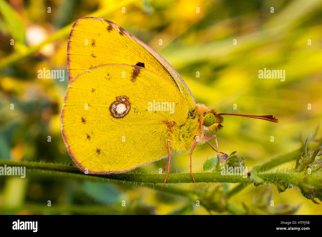 Kingdom:Animalia Phylum:Arthropoda Class:Insecta Order:Lepidoptera ...
