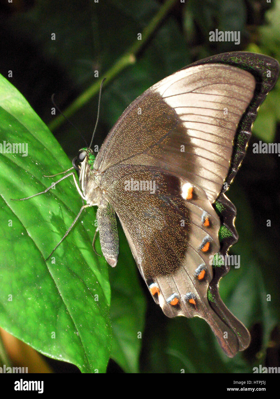 Kingdom:Animalia Phylum:Arthropoda Class:Insecta Order:Lepidoptera ...