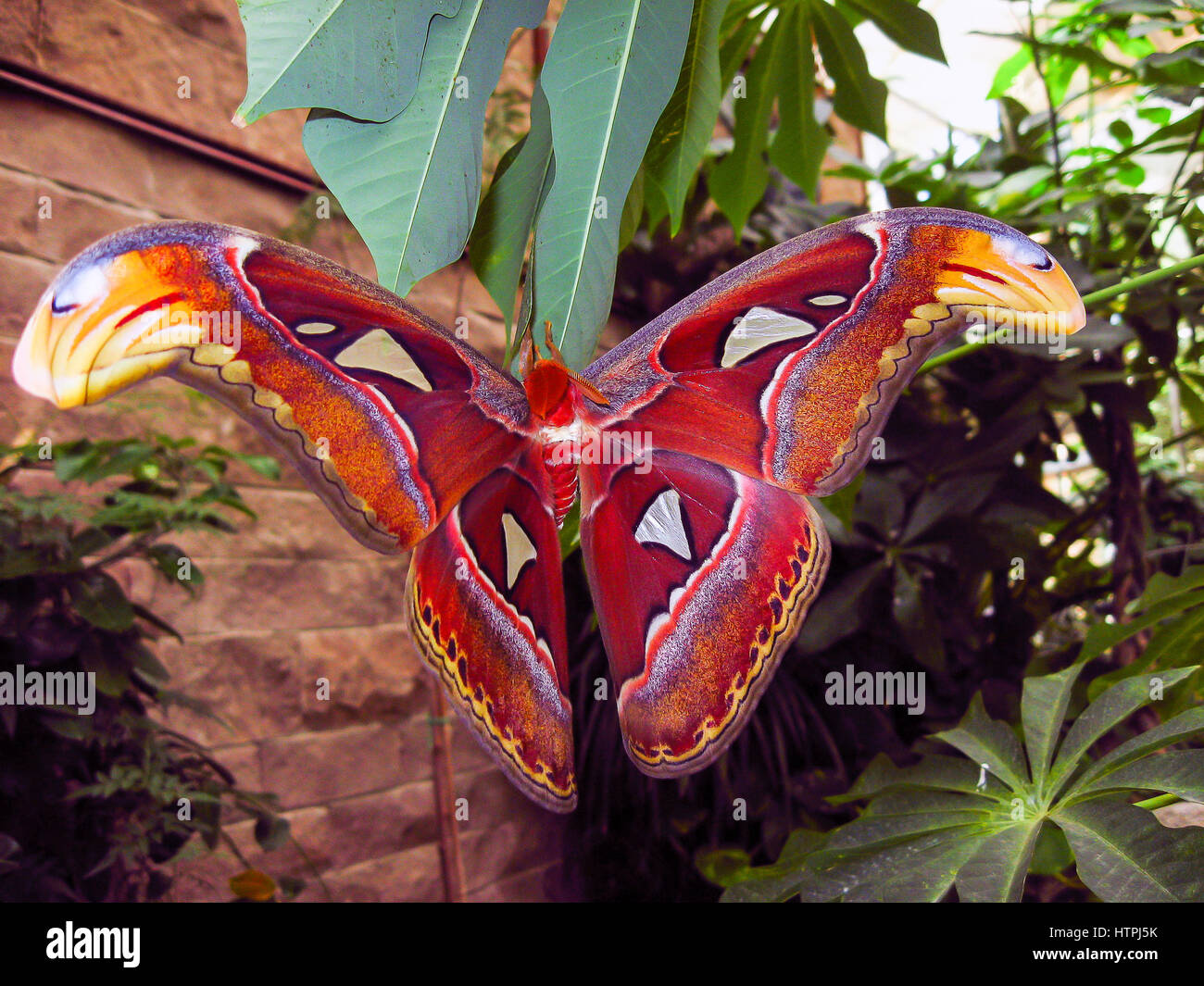 Kingdom Animalia Phylum Arthropoda