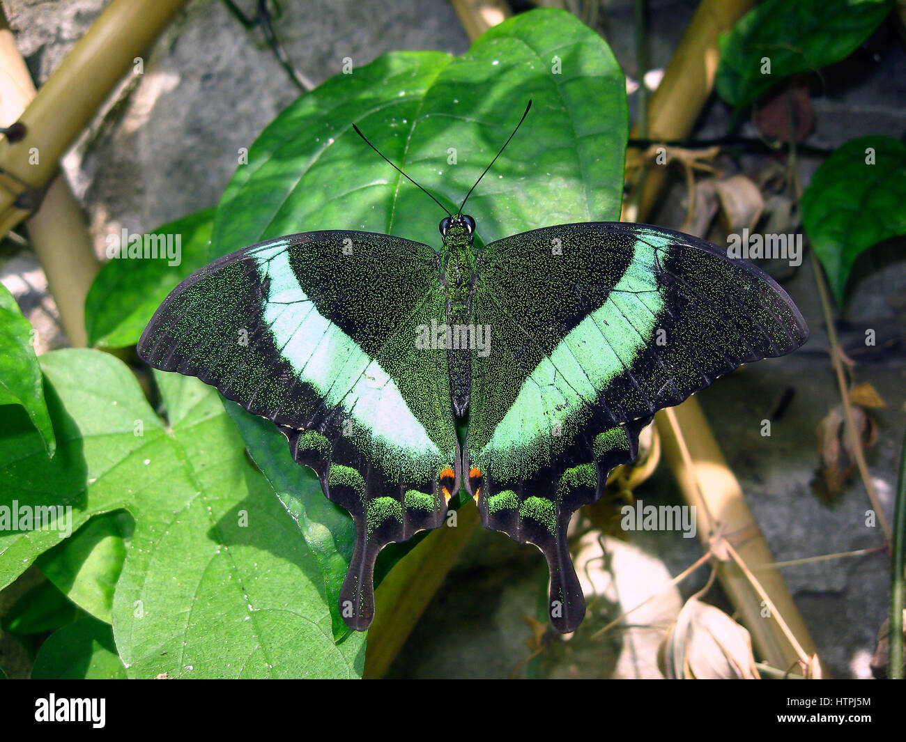Kingdom:Animalia Phylum:Arthropoda Class:Insecta Order:Lepidoptera ...