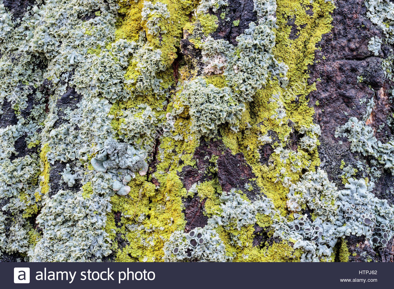 Crustose Lichen Close Stock Photos & Crustose Lichen Close Stock Images ...