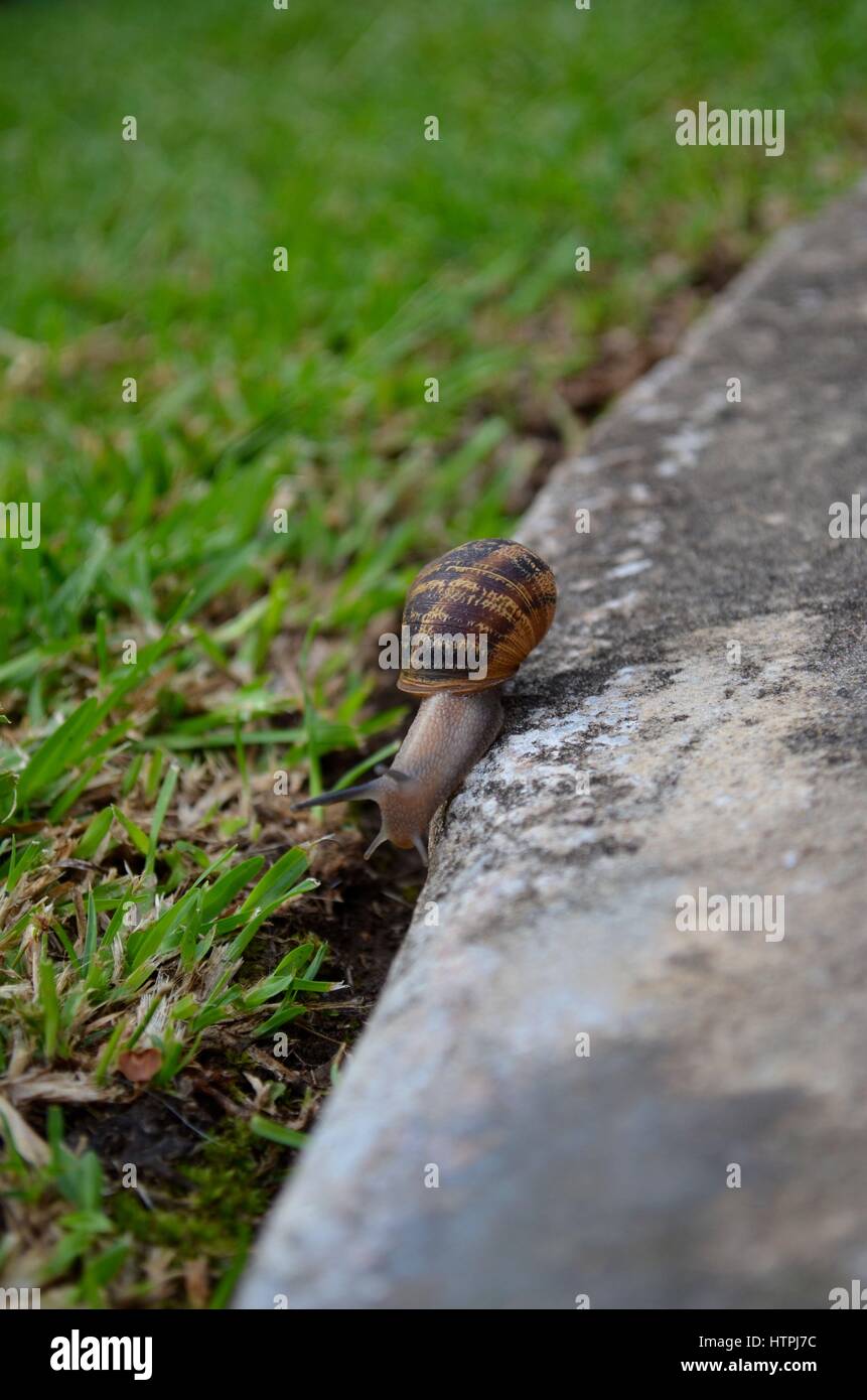 Common garden snail negotiating the divide between concrete and grass ...
