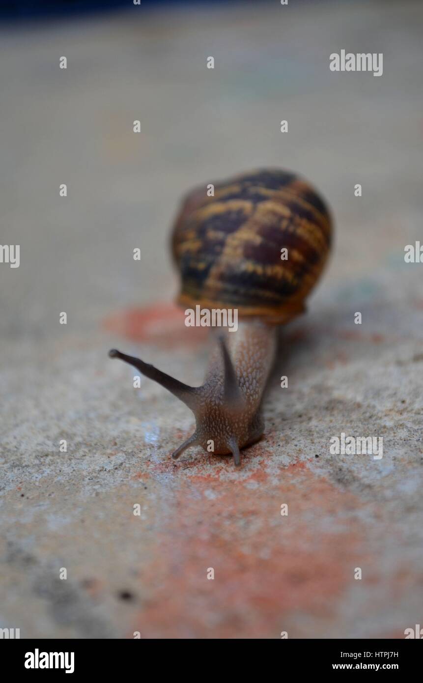 Foot pattern hi-res stock photography and images - Alamy