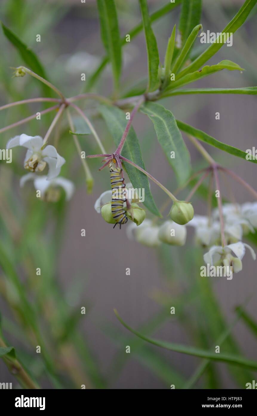 Baby monarch caterpillar on Milkweed plant Stock Photo - Alamy
