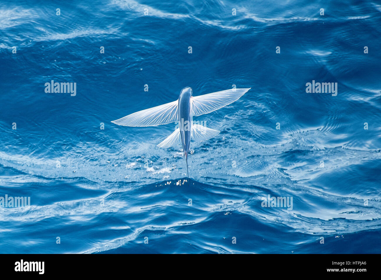 Flying Fish Species in mid air, scientific name unknown, several ...