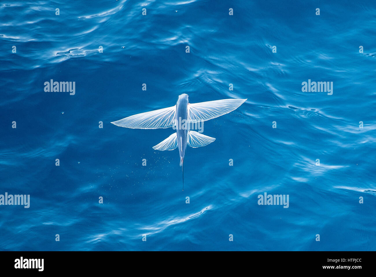 Flying Fish Species in mid air, scientific name unknown, several ...