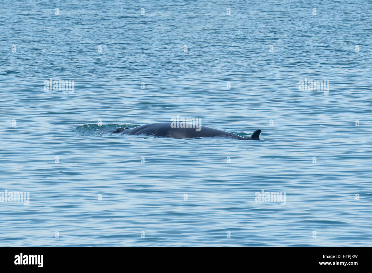 Common minke whale or northern minke whale, Balaenoptera acutorostrata ...